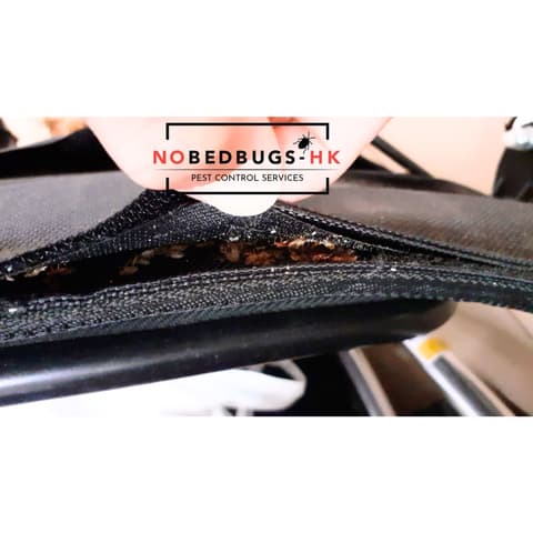 Bed Bug Extermination in Hong Kong | Expert Solutions
