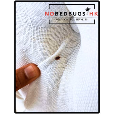Bed Bug Extermination in Hong Kong | Expert Solutions
